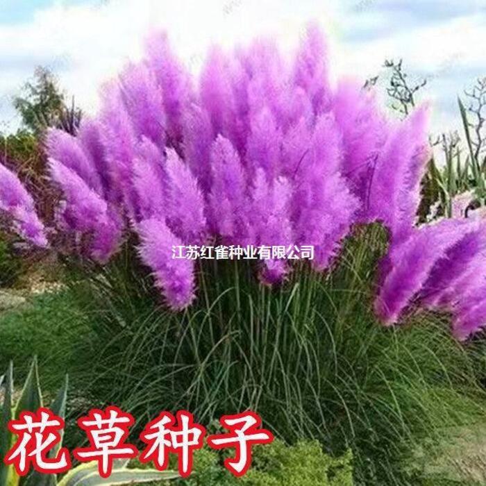Pink and White Miscanthus Seeds Blue Miscanthus Rabbit Tail Grass Seeds ...