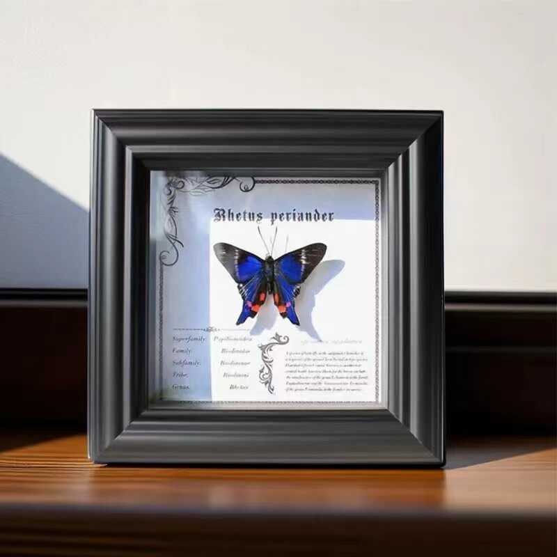 Butterfly Frame Specimen Photo Frame Real Butterfly Specimen Frame ...