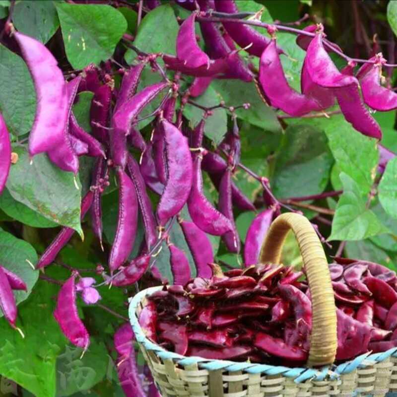 Purple Simple Early Maturing Thick Green Eyebrow Bean Traditional ...