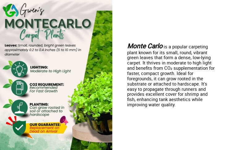 CARPET PLANTS by Gwen’s Aquakitz – Monte Carlo, DHG, Pearlweed, HC Cuba ...