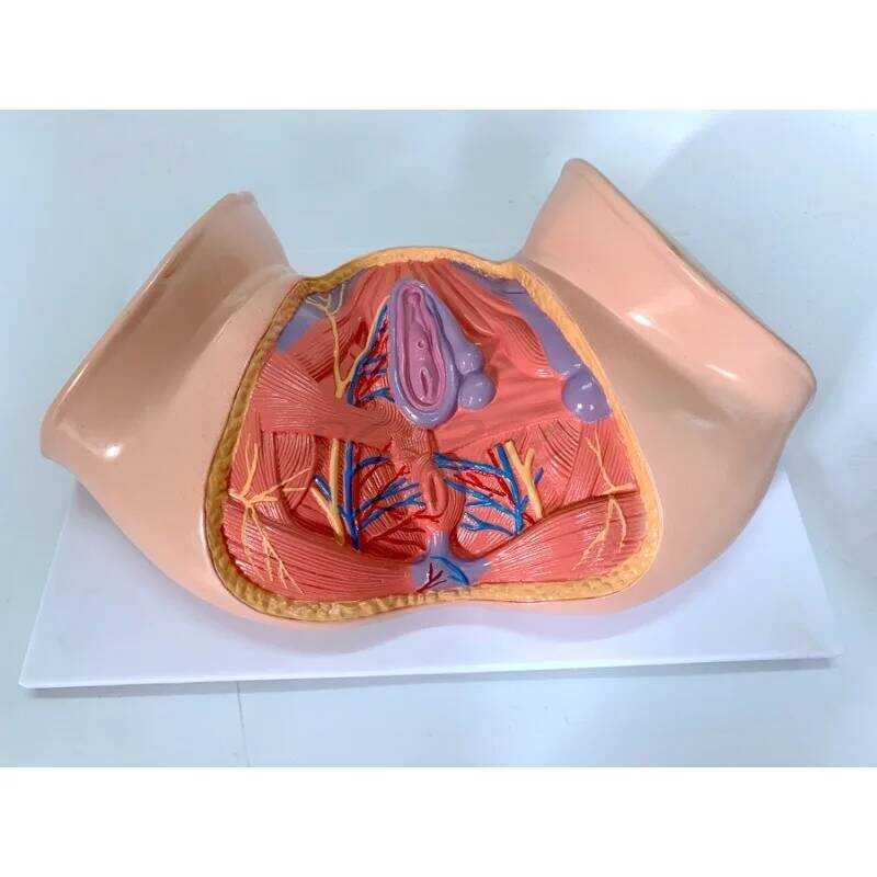 Female 1:1 Uterine Model - Pelvic Muscle Anatomy Perineal Cut For ...