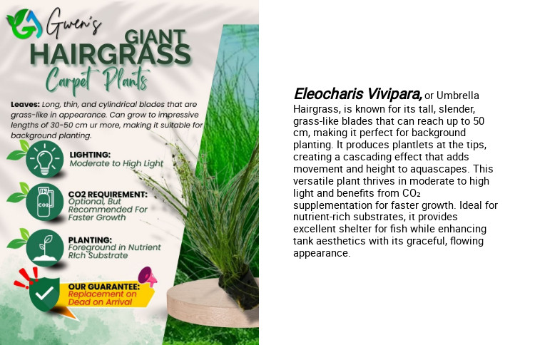 CARPET PLANTS by Gwen’s Aquakitz – Monte Carlo, DHG, Pearlweed, HC Cuba ...