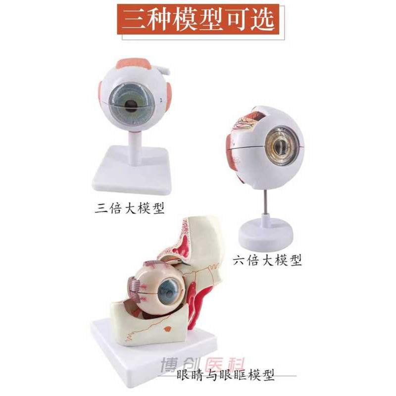Genuine High-End Professional Edition Medical Human Eyeball Eye Anatomy ...