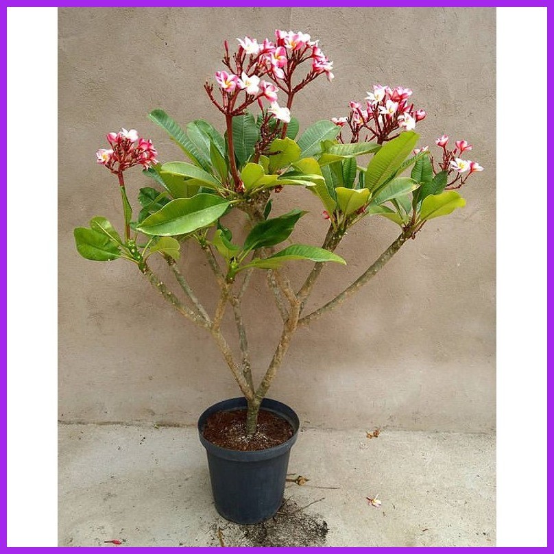 Shop kalachuchi for Sale on Shopee Philippines