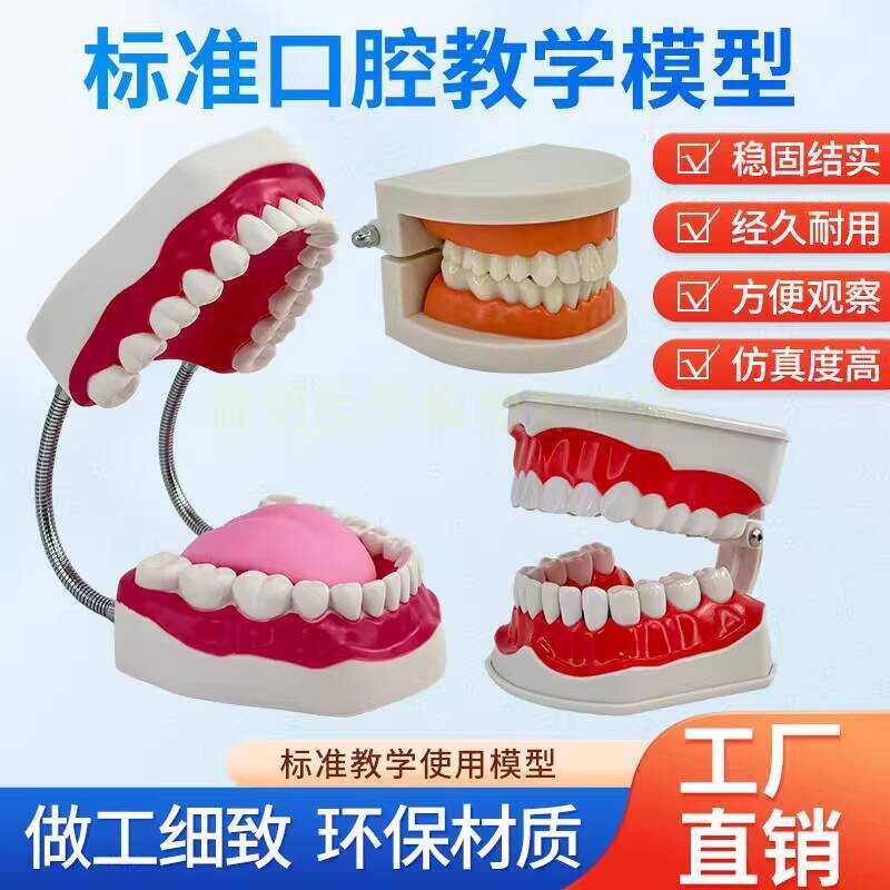 Human Six Times Large Nursing Tooth Structure Teeth Model Dental ...