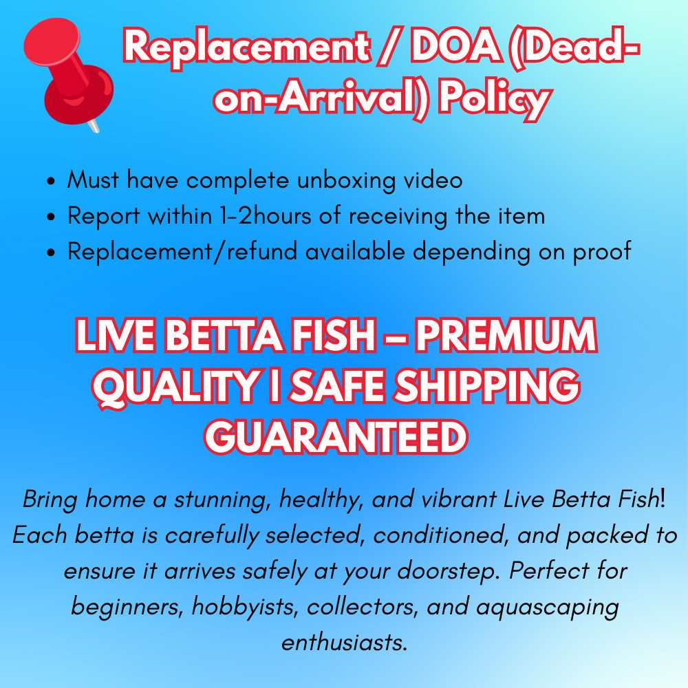 Betta Fish Selection HMPK Doubletail Crowntail Premium Betta Fish ...