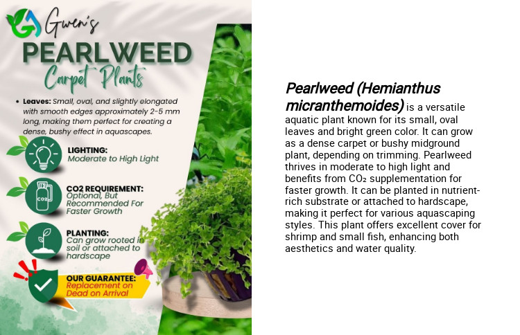 CARPET PLANTS by Gwen’s Aquakitz – Monte Carlo, DHG, Pearlweed, HC Cuba ...