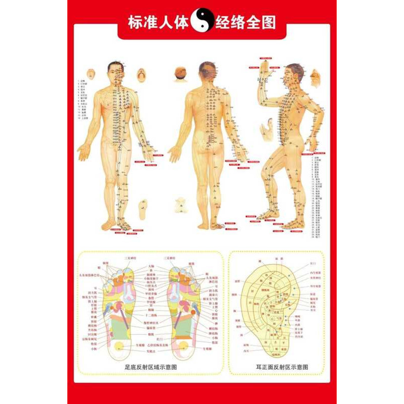 Acupuncture Point Wall National Acupoint Location Standard Human ...