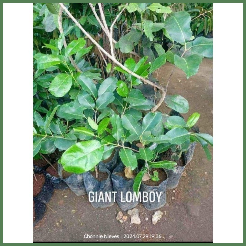 Shop lomboy for Sale on Shopee Philippines