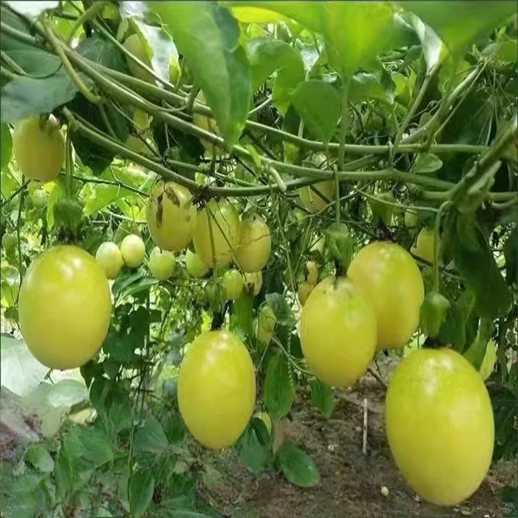 50 Seeds Yellow Passion Fruit Seeds for Planting Sweet Juicy Climbing ...