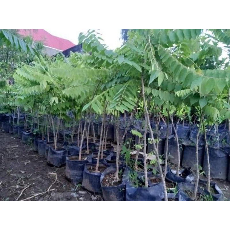 Shop karamay for Sale on Shopee Philippines