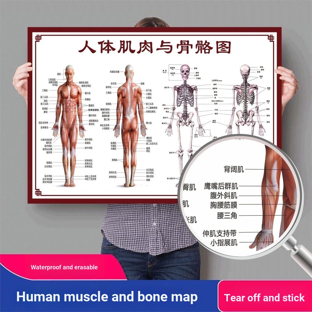 3.23 Human Body Muscles and Bone Patterns Structure Indication ...