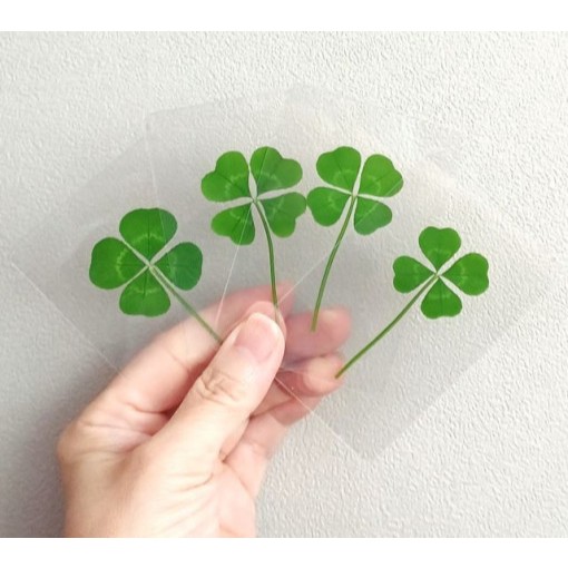 Real Four Leaf Clover Card From K-drama Queen of Tears Made in Korea ...