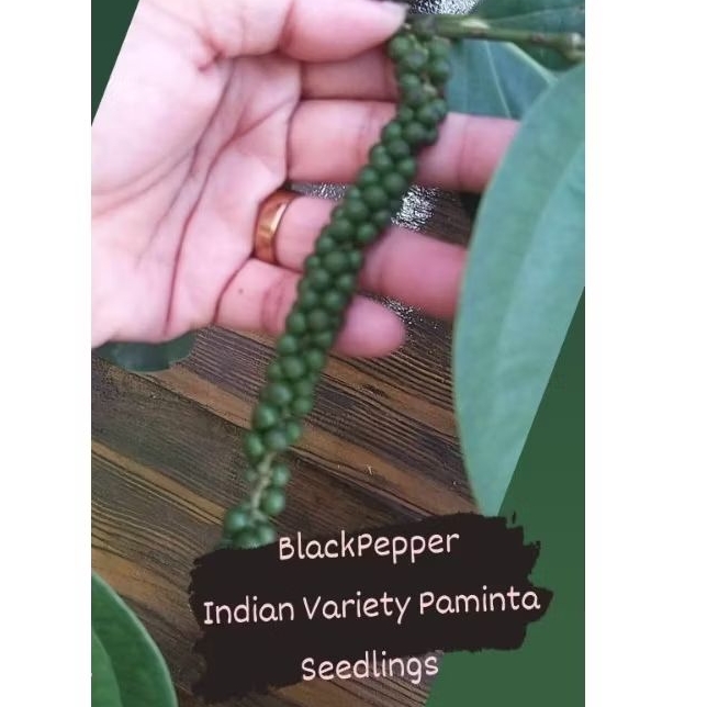 Paminta Indian Variety Black pepper seedlings fully rooted trailing ...