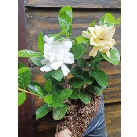 Gardenia jasminoides Gardenia Cape jessamine double petals marcotted ...