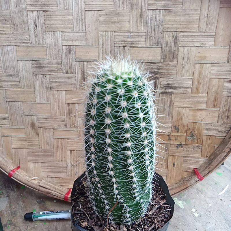 echinopsis/cucumber-like cactus collectibles | Shopee Philippines