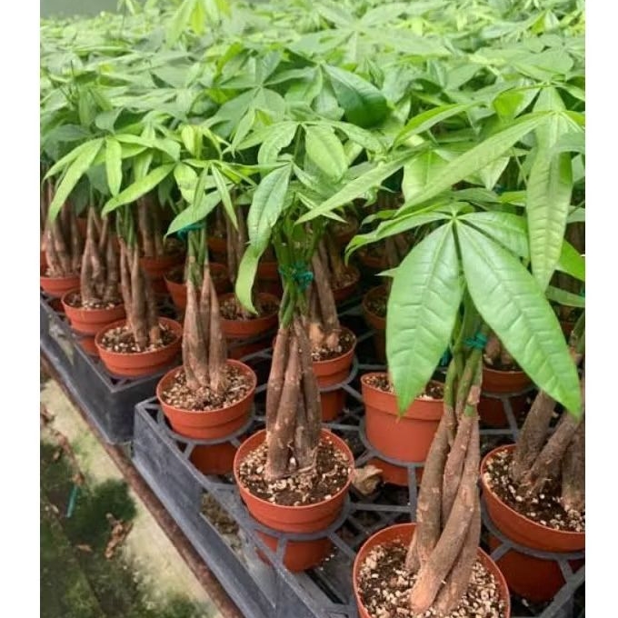 Money Pachira Aquatica Dwarf Seedlings | Shopee Philippines