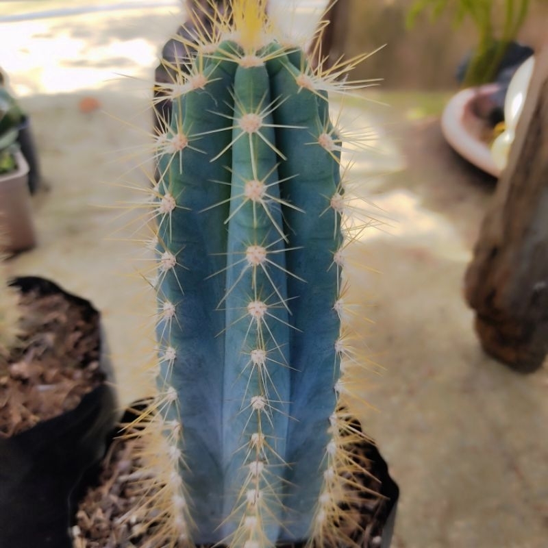 blue torch cactus/columnar cactus big size | Shopee Philippines