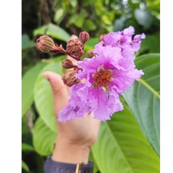Banaba Pride of India Banaba Queen Crape Myrtle Seedlings | Shopee ...