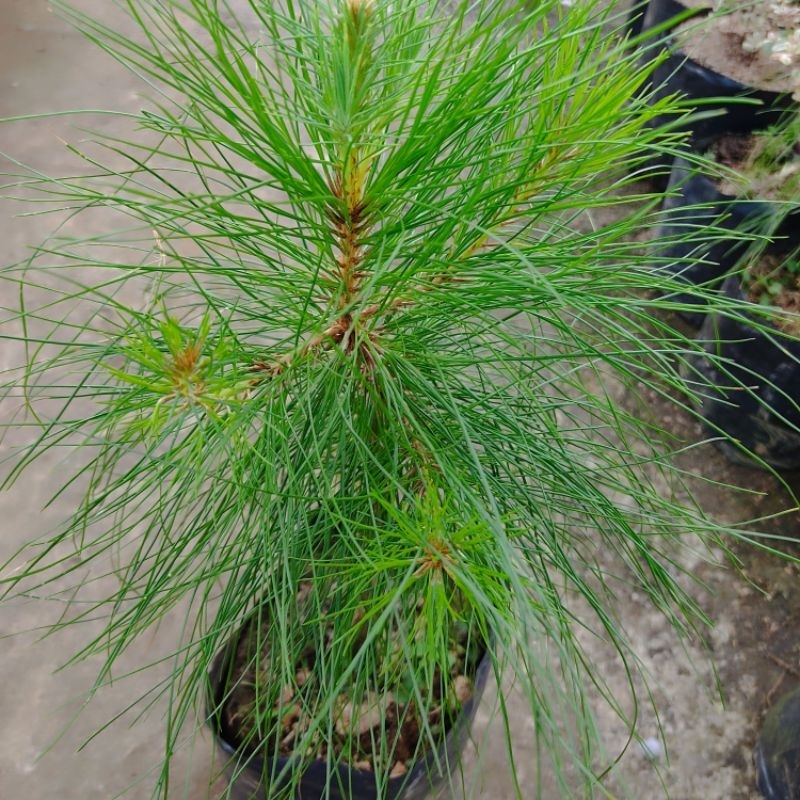 pine tree Baguio /benguet pine tree(2 ft up) | Shopee Philippines