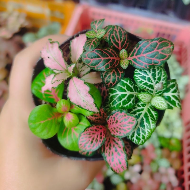 fittonia (5 in 1)/nerve plant/terrarium plant | Shopee Philippines