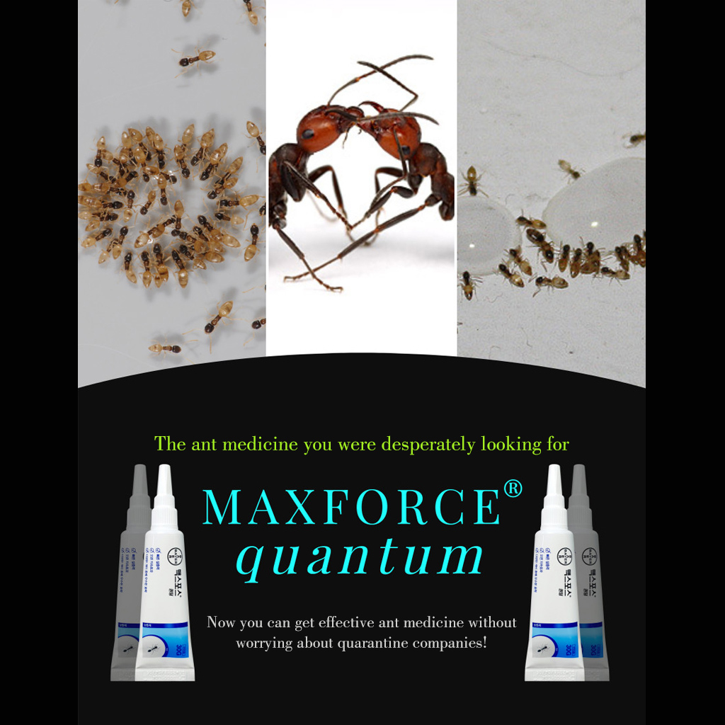 Bayer Maxforce Quantum 30g Get Fast and Long-Lasting Ant Control (No ...