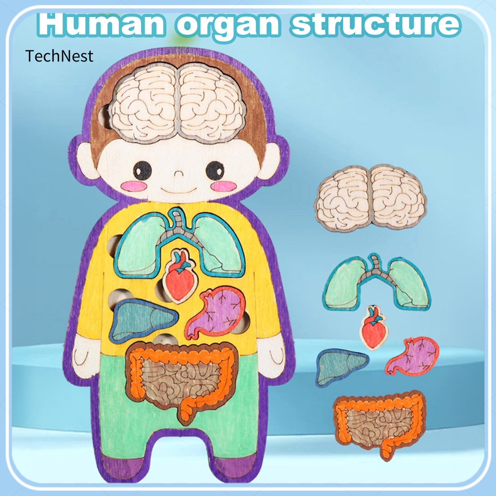 TechNest‌ Human Internal Organ Puzzle Game Educational Human Body ...