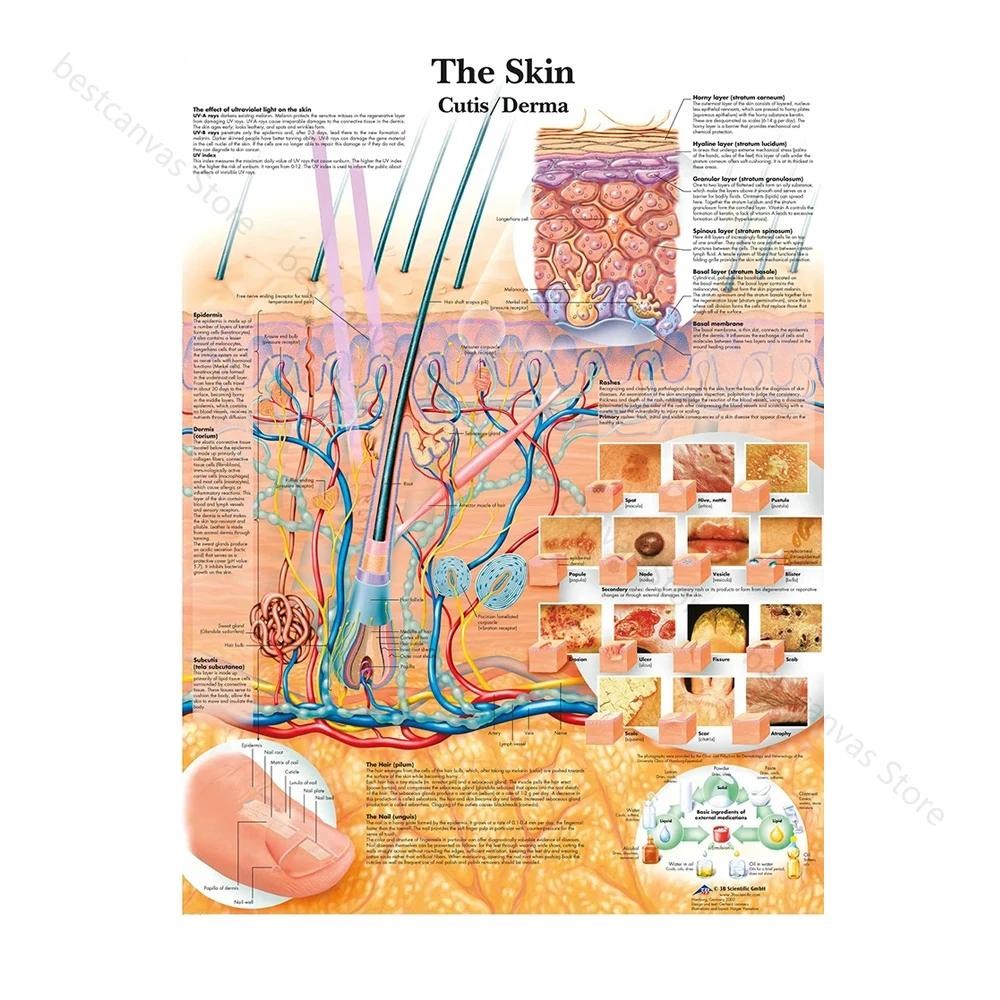 Super Anatomy Dissection Skin Charts Canvas Print Posters Laminated ...