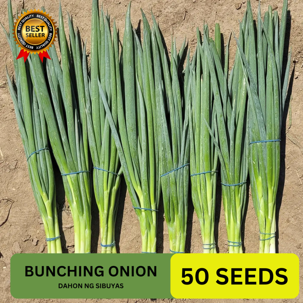 VALUE PACK (50 SEEDS) DAHON NG SIBUYAS/BUNCHING ONION/JACKOU VARIETY ...