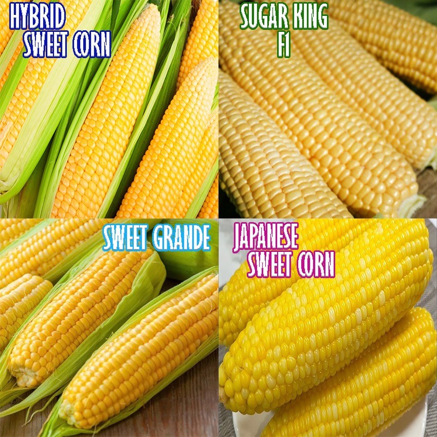 HYBRID SUPER SWEET CORN 30-40pcs SEEDS | Shopee Philippines