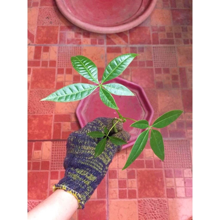 Uprooted MNEY TRēE (Pachira aquatica) Single | Shopee Philippines