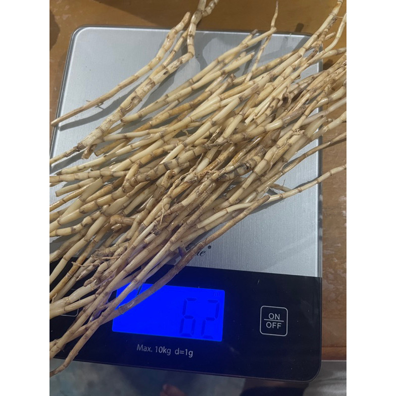 Fresh Cogon grass roots. Ugat ng cogon. | Shopee Philippines