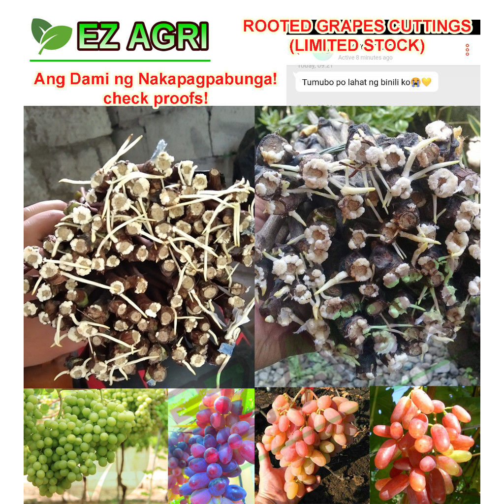 Rooted Grapes plants cuttings seedless grapes baikunor red cardinal braz green black blue white ...