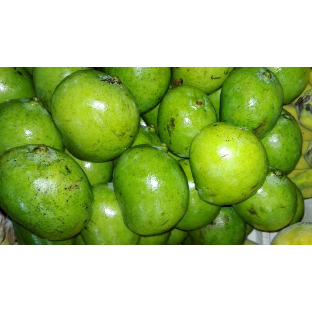 Fresh Indian Mango fruit- 1kg (Delivery within Metro Manila and nearby ...