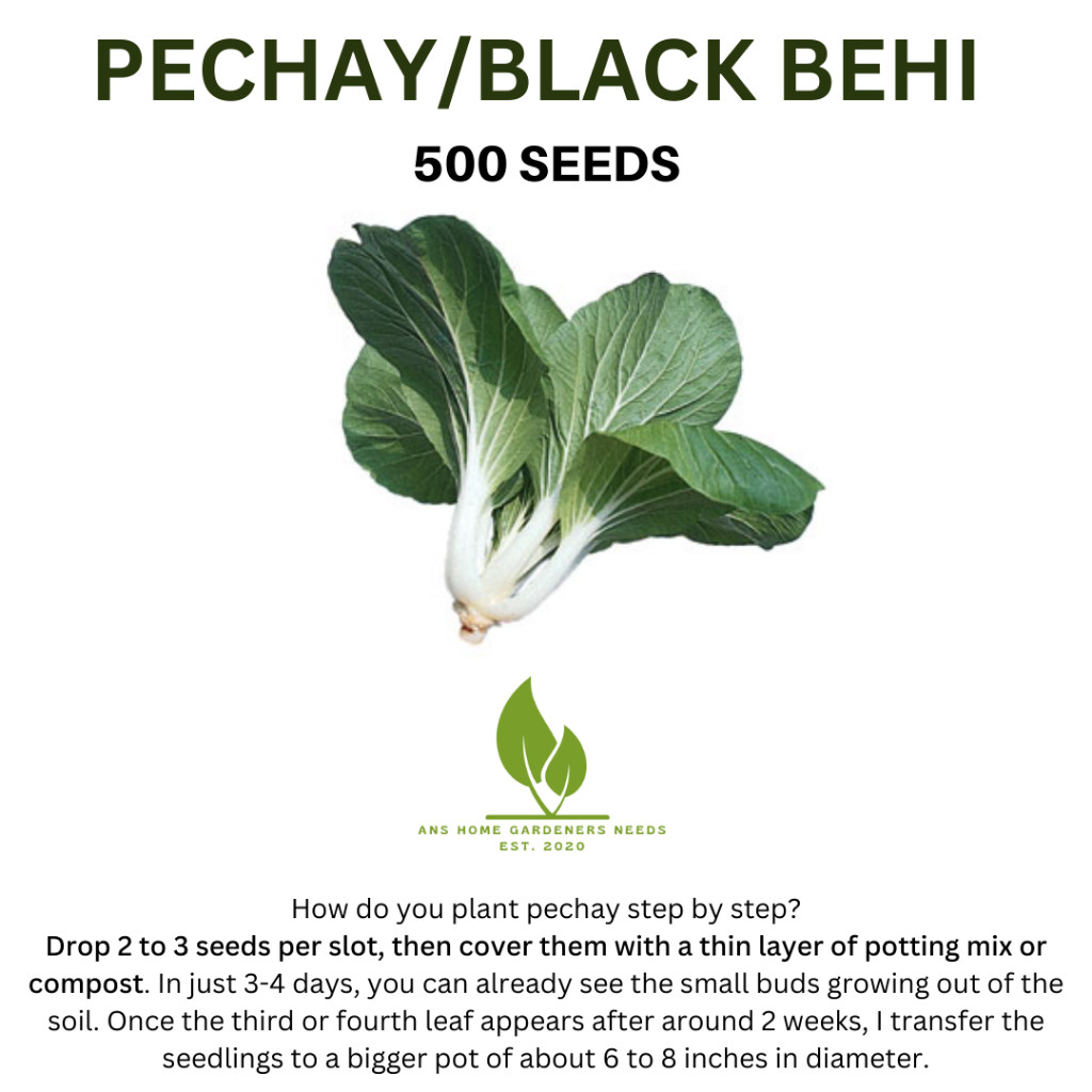 PECHAY SEEDS - 500pcs | Shopee Philippines