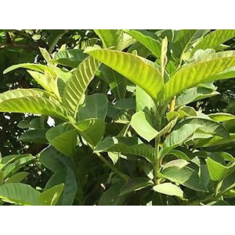 Guava leaves/Dahon ng Bayabas(80pieces) | Shopee Philippines