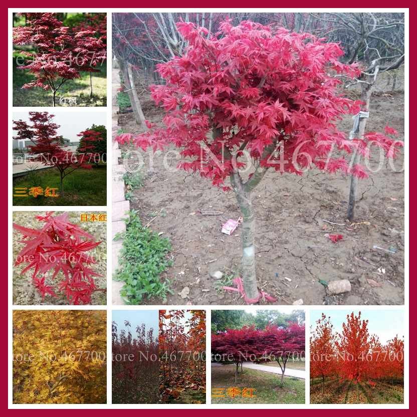 20>v#Pcs,HN>Bonsai#na]Maple.yk]Japanese.HE]Maple.Ee]Bonsai.oV]Tree.ZM ...
