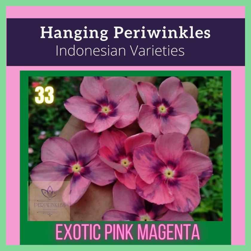 Indonesian Vinca/Periwinkle Exotic Pink Magenta (10 seeds) | Shopee ...