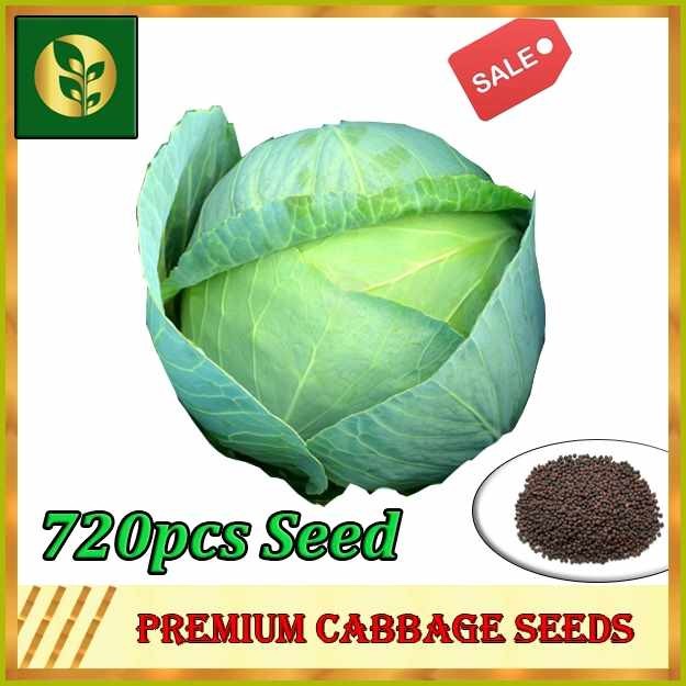 Cabbage Seeds | Vegetable Seeds | Golden Plant and Seed Store | Shopee ...