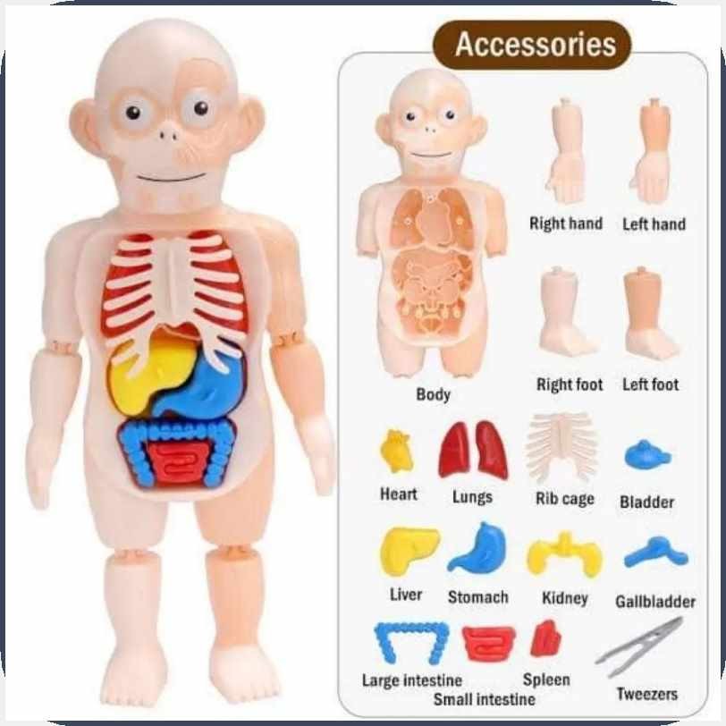 Detachable Human Body Organ Model Toy BF-033 | Shopee Philippines