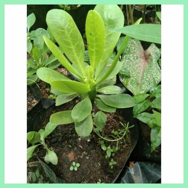 Rare-Kc>Cactus+y_Live%fm:Plant-%ie:Indian%Nt:Spurge%qK:Tree%Ye ...