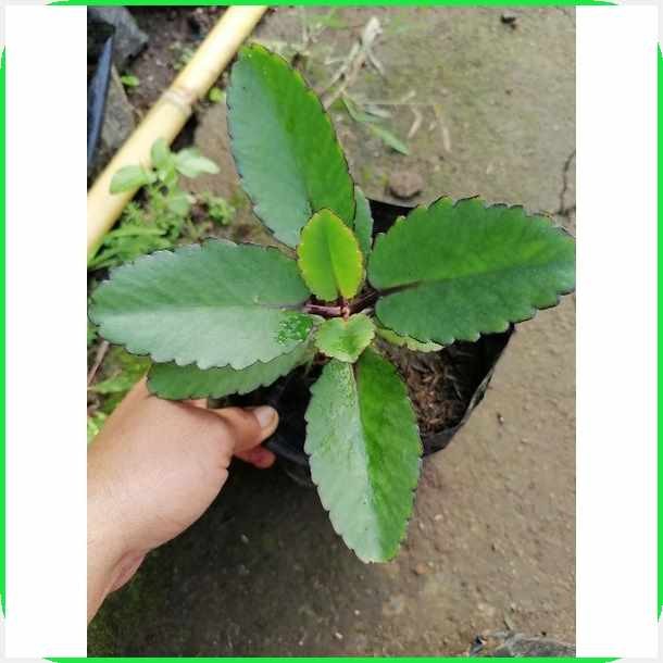 Khingpaul12;o;seeds/J[repack'Y{Kataka-taka
