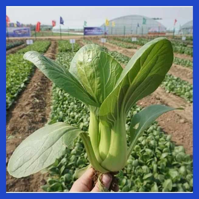 SUPER?h_PREMIUM{ah)PACK$n^Bok/h^Choy/d^Vegetable/T^Seeds/A^(/r^4000 ...