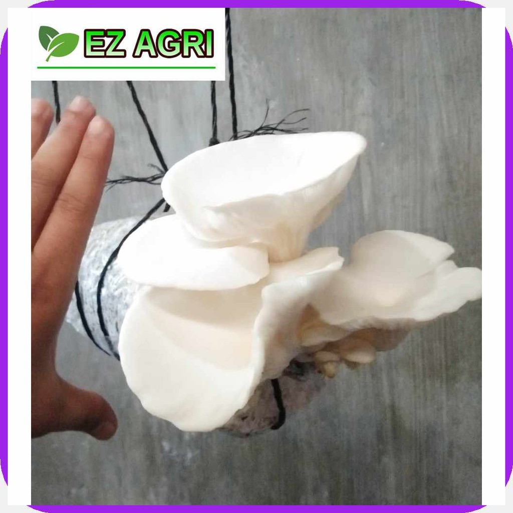 White oyster mushrooms quality fruiting bag - Seedling bag - Mushroom ...