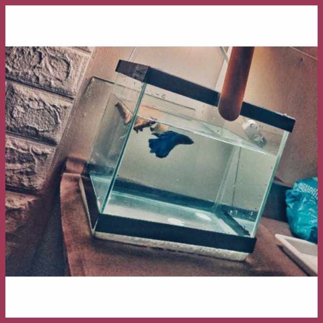 1.5*Zu;Gallons]XT]aquarium]gn#beta]oX#tank]sR#8x6x7]XU#LxWxH]yl#(inch ...