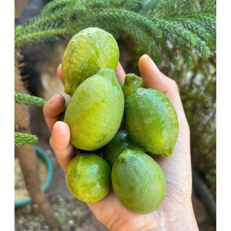 BIASONG/SUHA LIME 5 PCS from CEBU | Shopee Philippines