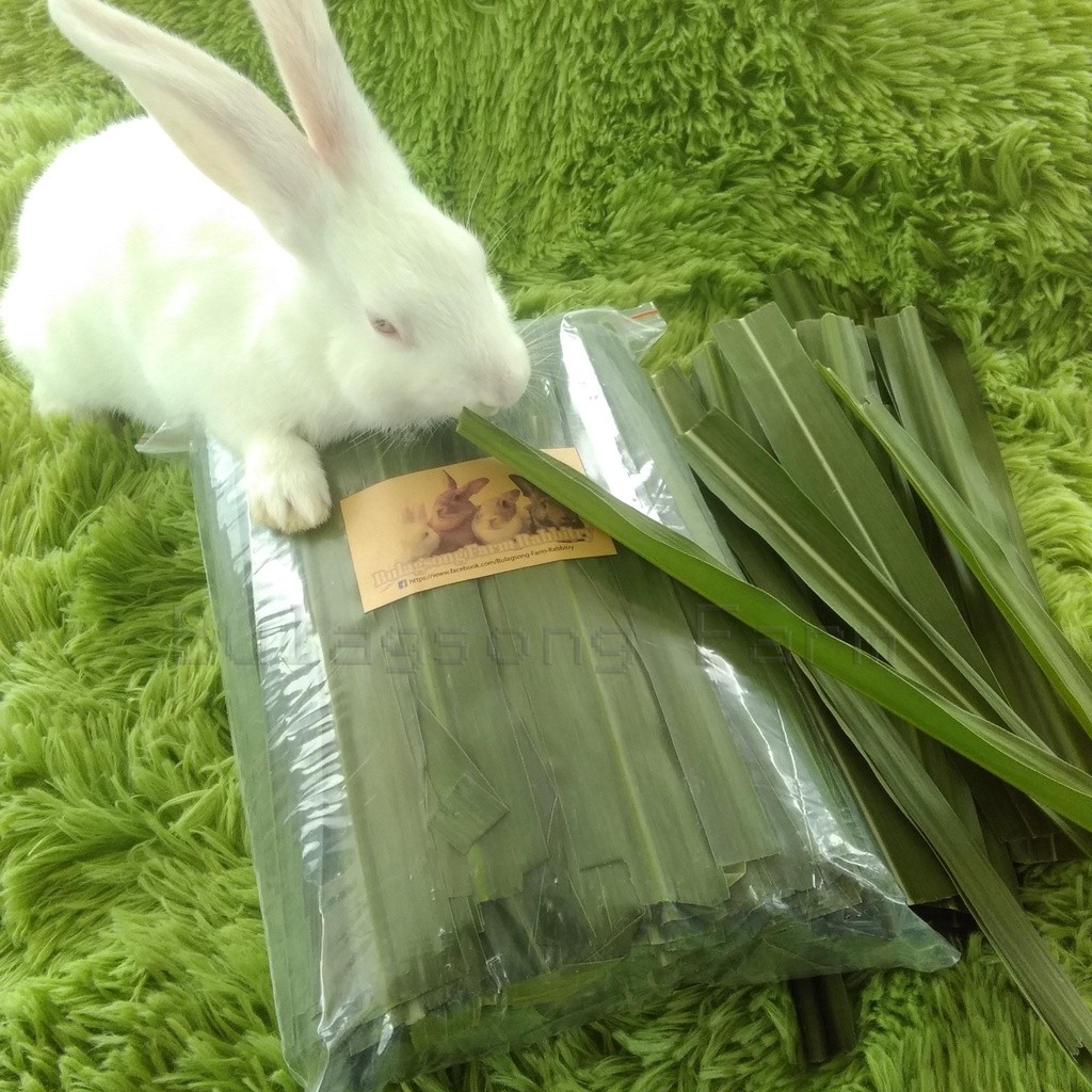 Fresh Napier Grass Green Leaves (Best food grass for your cows, guinea ...