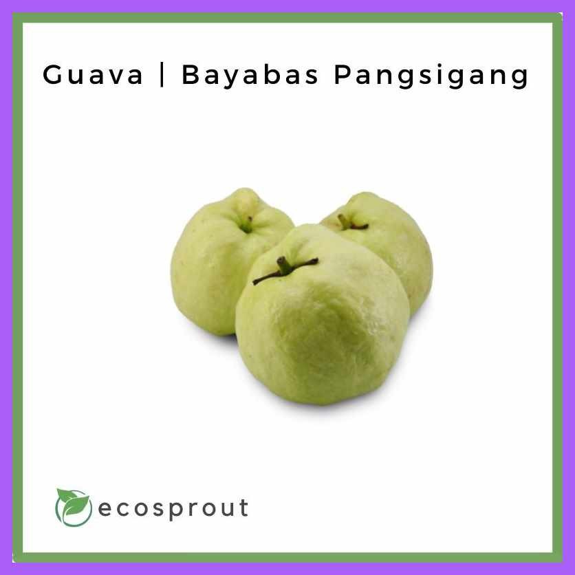 Fresha*GuavaP@|%d_Bayabas:E_Pangsigang:Z_|:g_From:e_250g:I_| Fresh ...