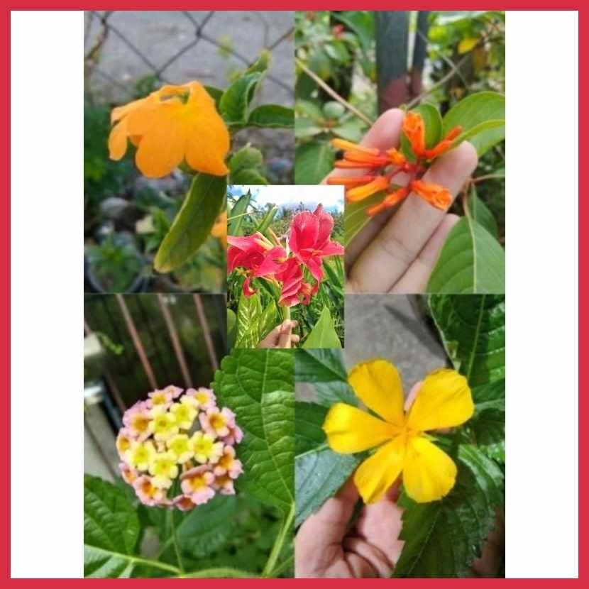 Ornamental*Q]Plants%Qh__lp%(Live) | Shopee Philippines