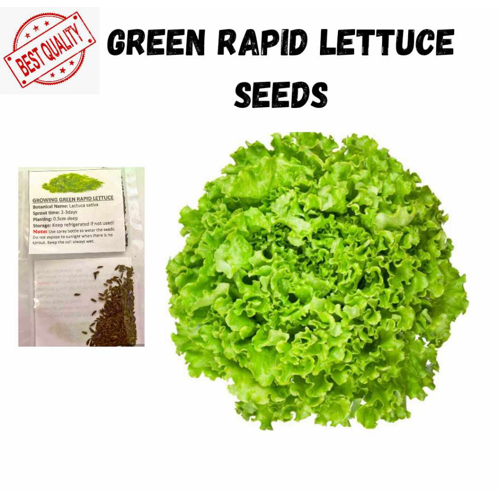 GREEN RAPID LETTUCE - 200+ pcs seeds (1pack) | Shopee Philippines